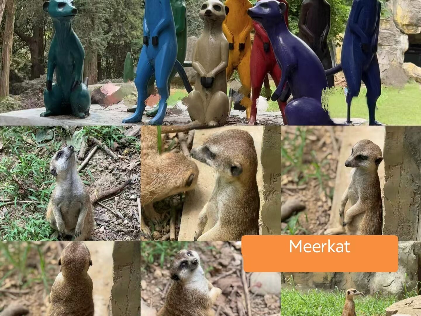 Nanjing Hongshan Forest Zoo 2026 | Ultimate Animal Paradise Guide ...