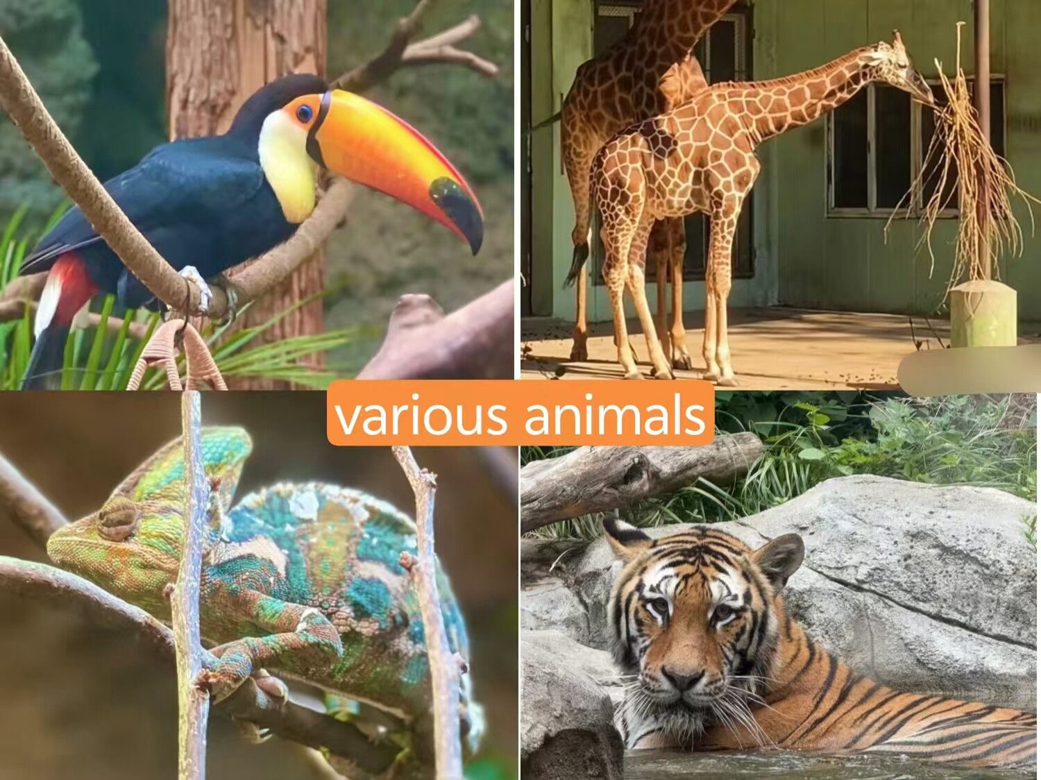 Nanjing Hongshan Forest Zoo 2026 | Ultimate Animal Paradise Guide ...